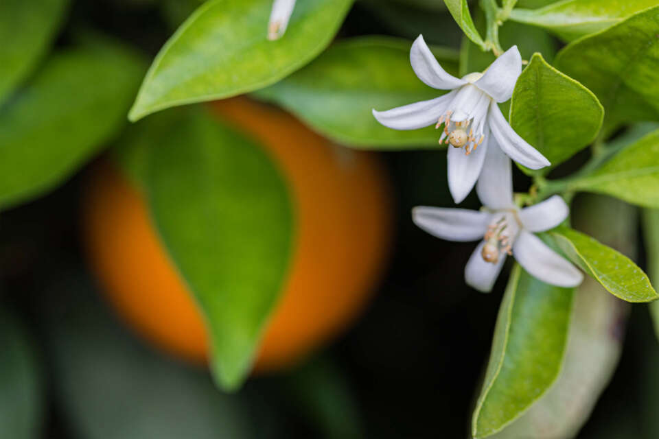 Citrograph Magazine - Citrus Research Board