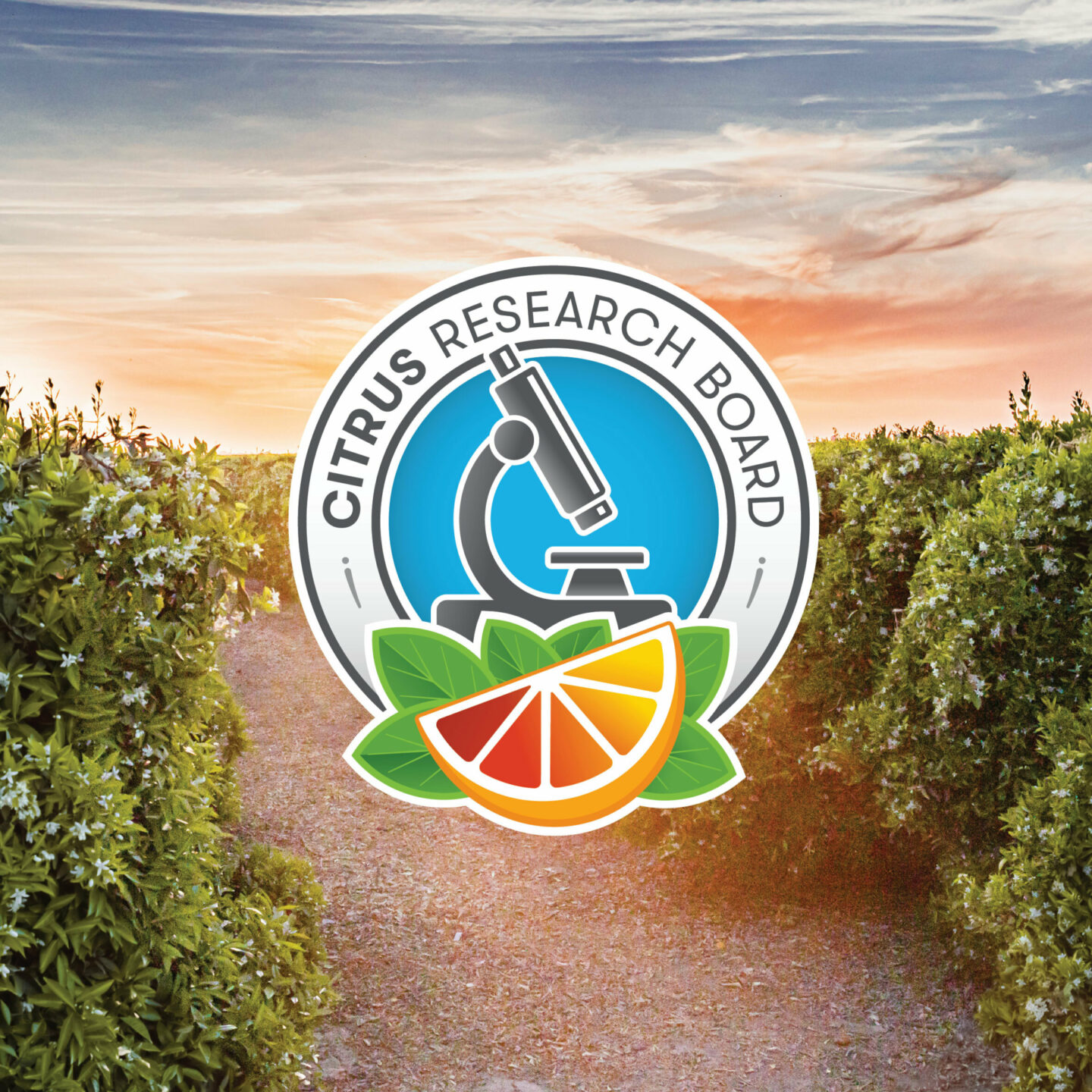 Citrus Research Board Debuts Revamped Brand Identity - Citrus Research ...